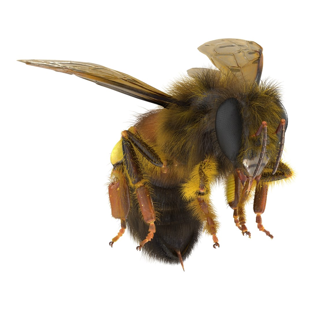 Bee Pose 3 3d Max