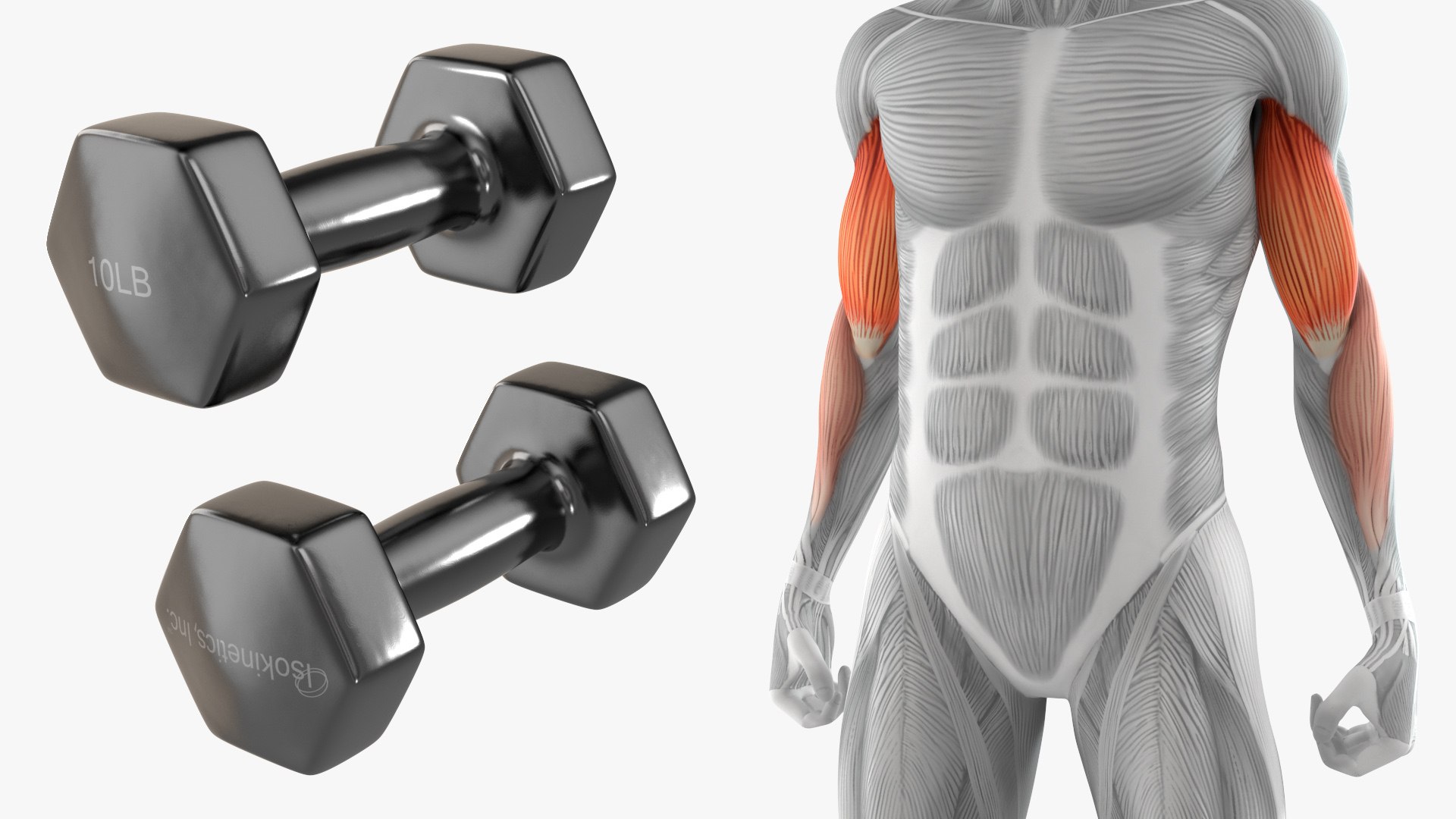 3D Male Muscular System Biceps Curls Animated Rigged For Maya Model ...