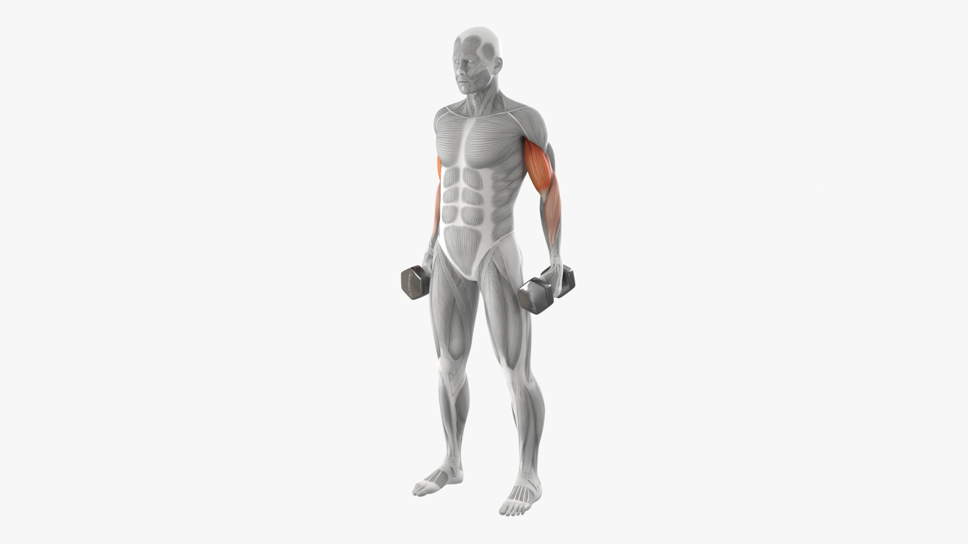 3D Male Muscular System Biceps Curls Animated Rigged For Maya Model ...