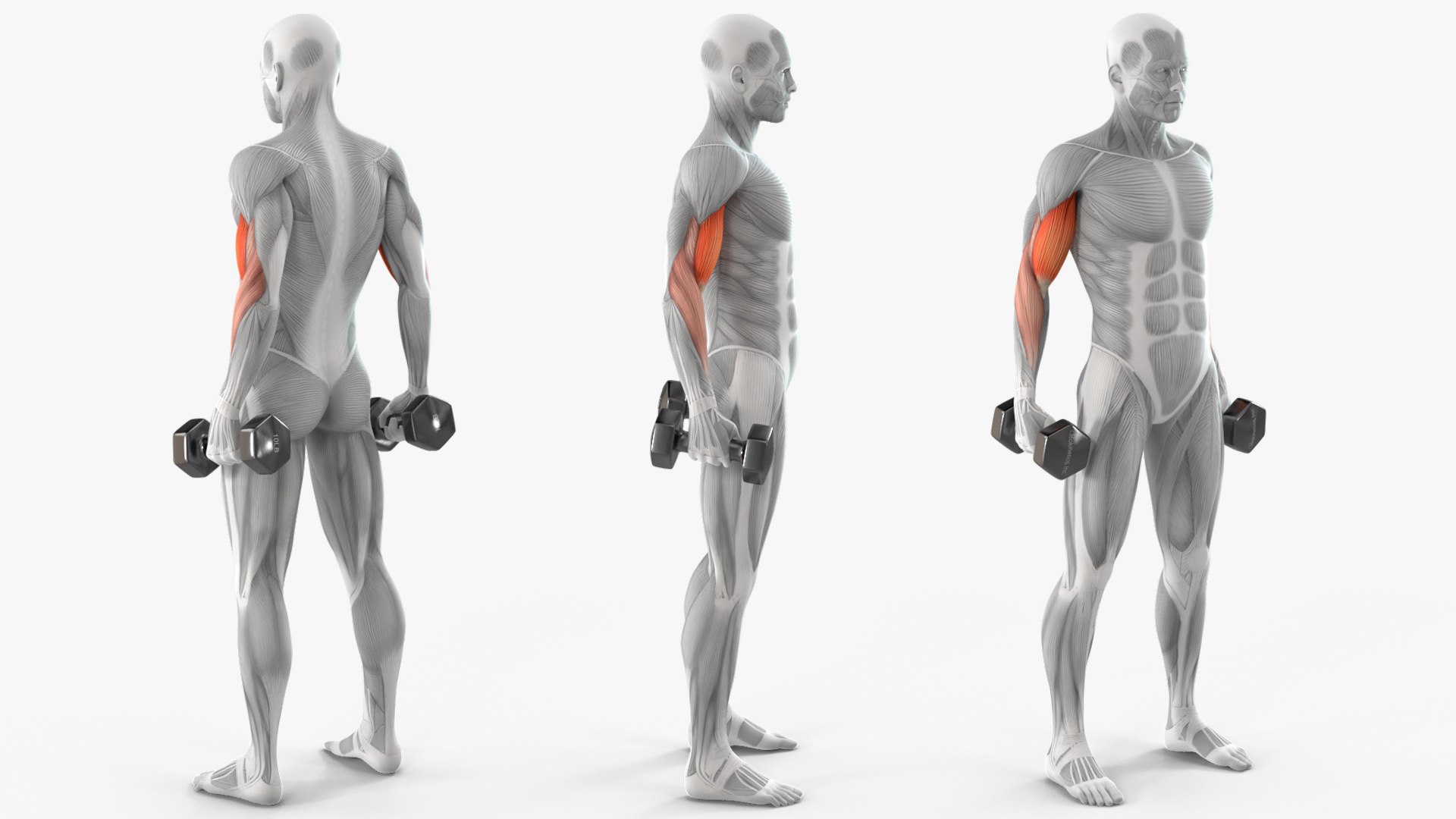 3D Male Muscular System Biceps Curls Animated Rigged For Maya Model ...