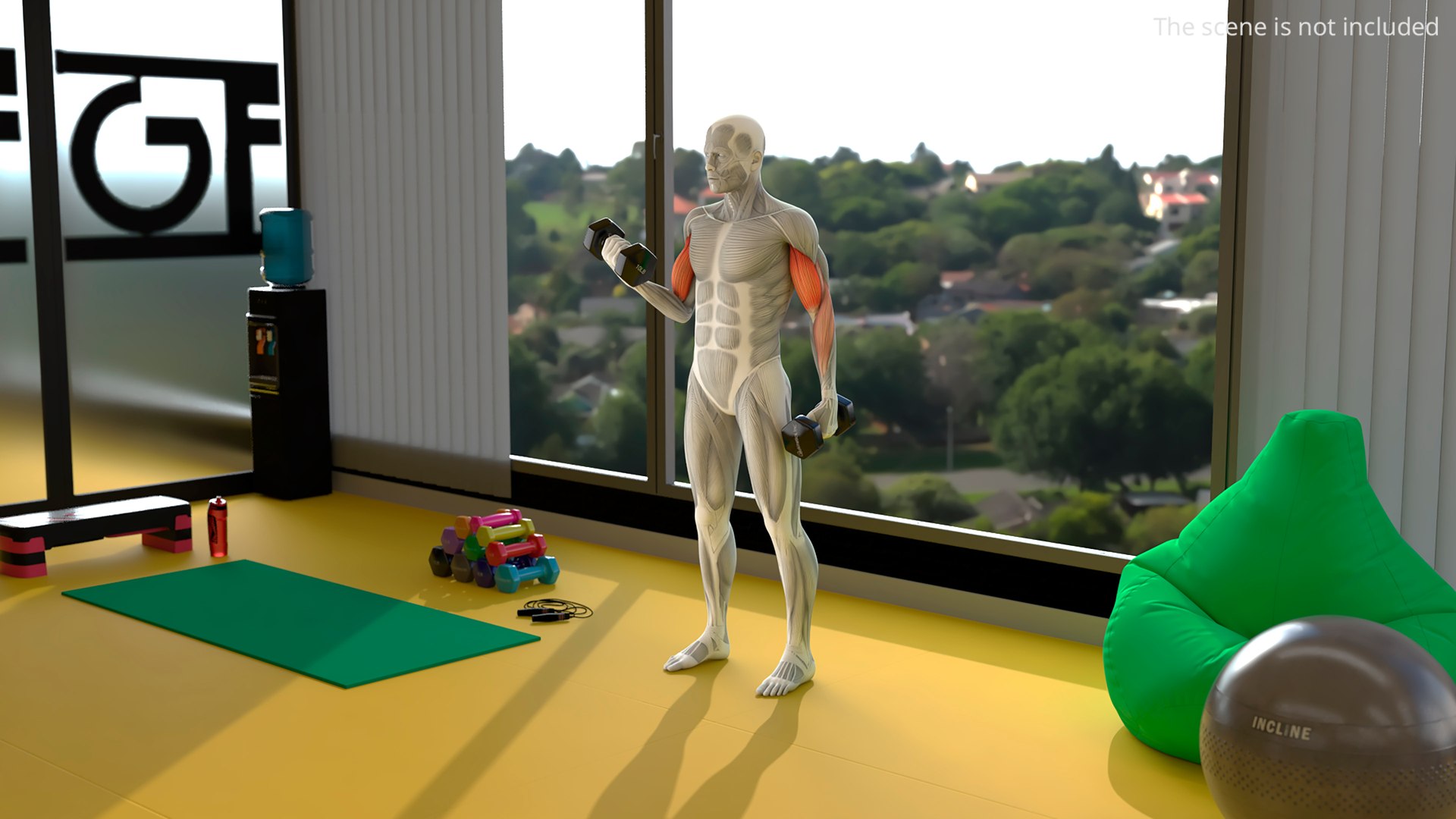 3D Male Muscular System Biceps Curls Animated Rigged For Maya Model ...