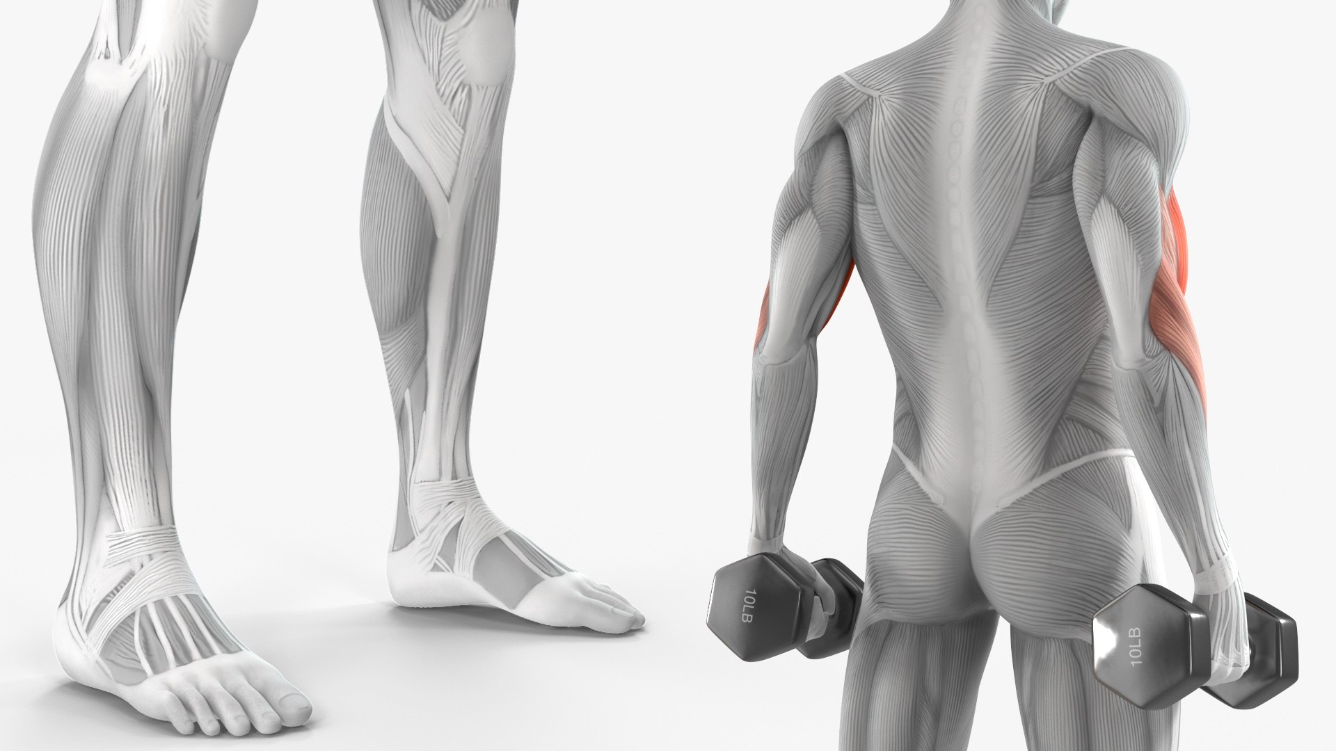 3D Male Muscular System Biceps Curls Animated Rigged For Maya Model ...