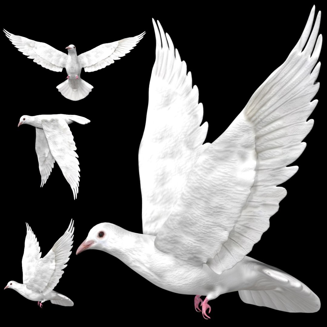 Fully Rigged Low Poly White Pigeon Dove 3D Model - TurboSquid 1752074