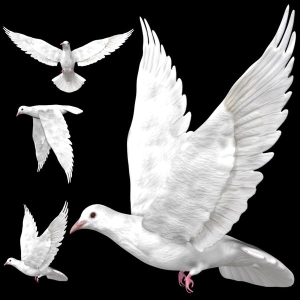 Fully Rigged low poly Dove model - TurboSquid 1751977