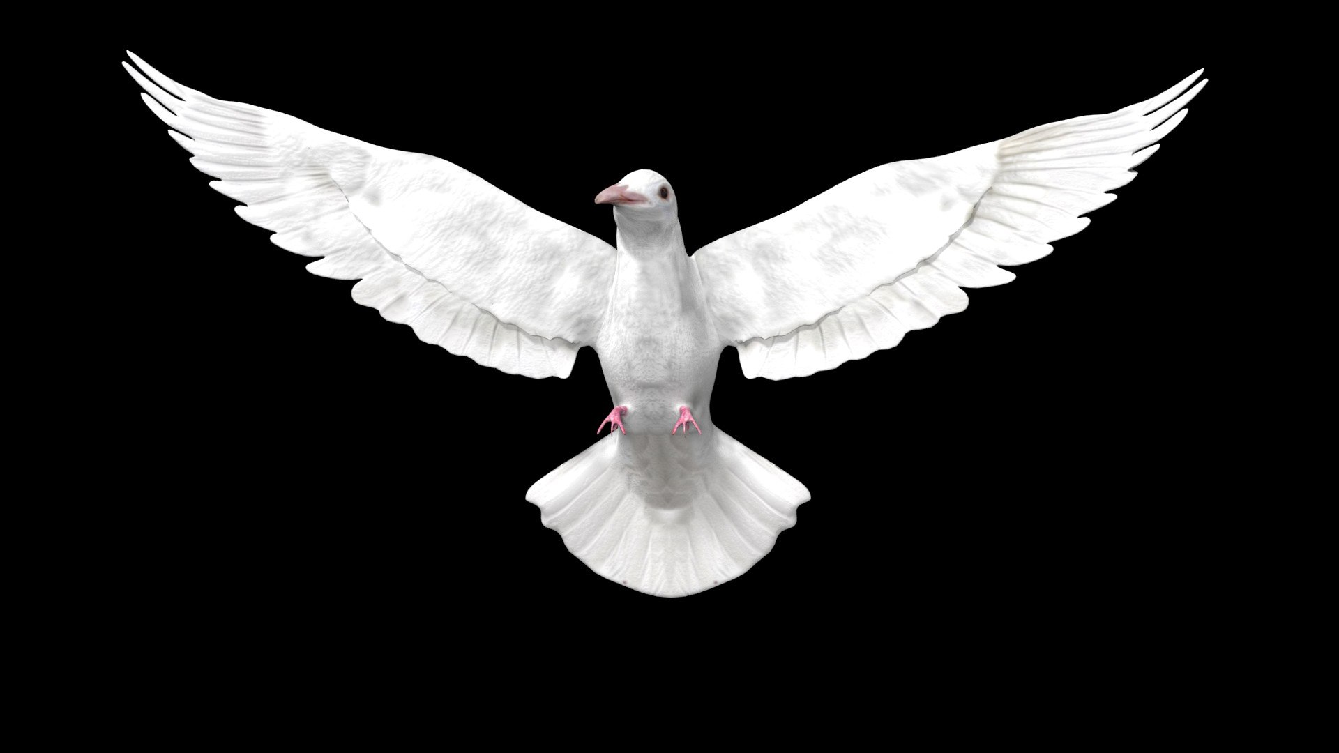 Fully Rigged Low Poly White Pigeon Dove 3D Model - TurboSquid 1752074