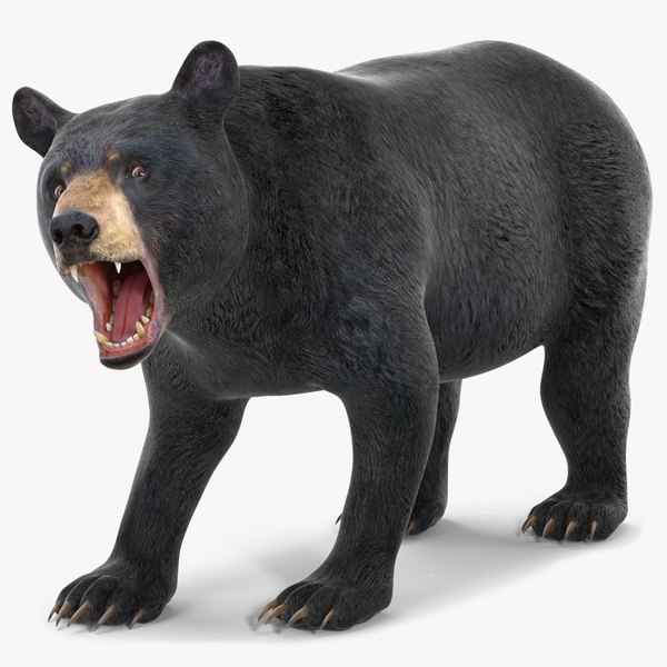 Free 3D Bear Models | TurboSquid