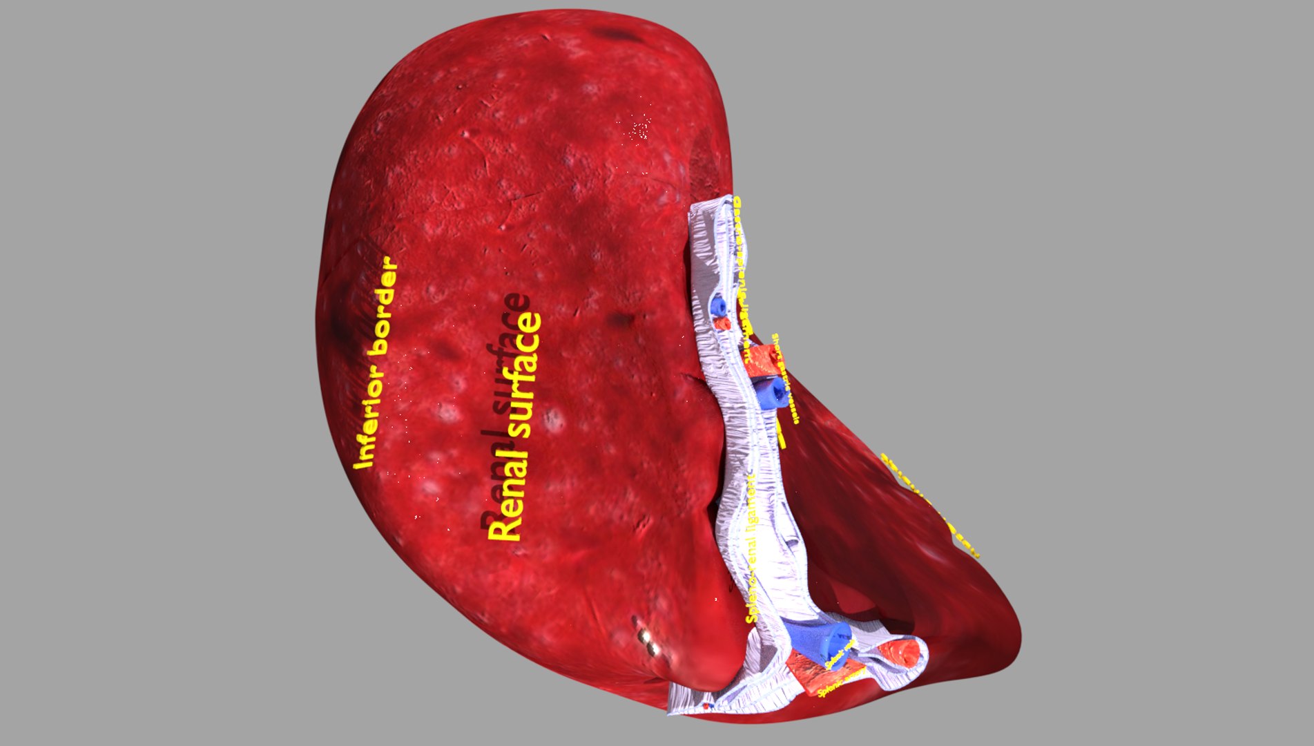 3D spleen microscopy labels - TurboSquid 1402685