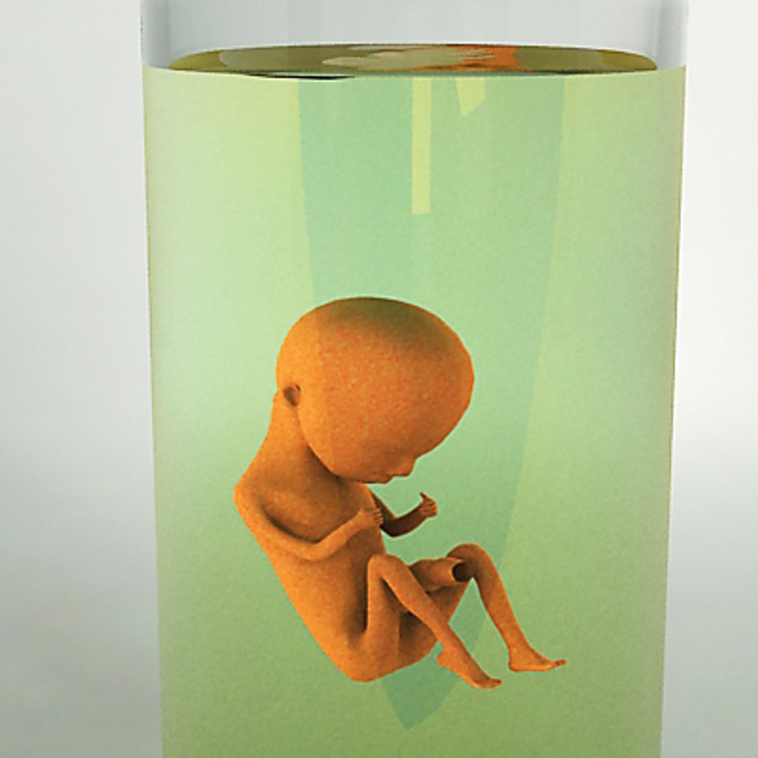 Weeks Human Embryo 3d 3ds