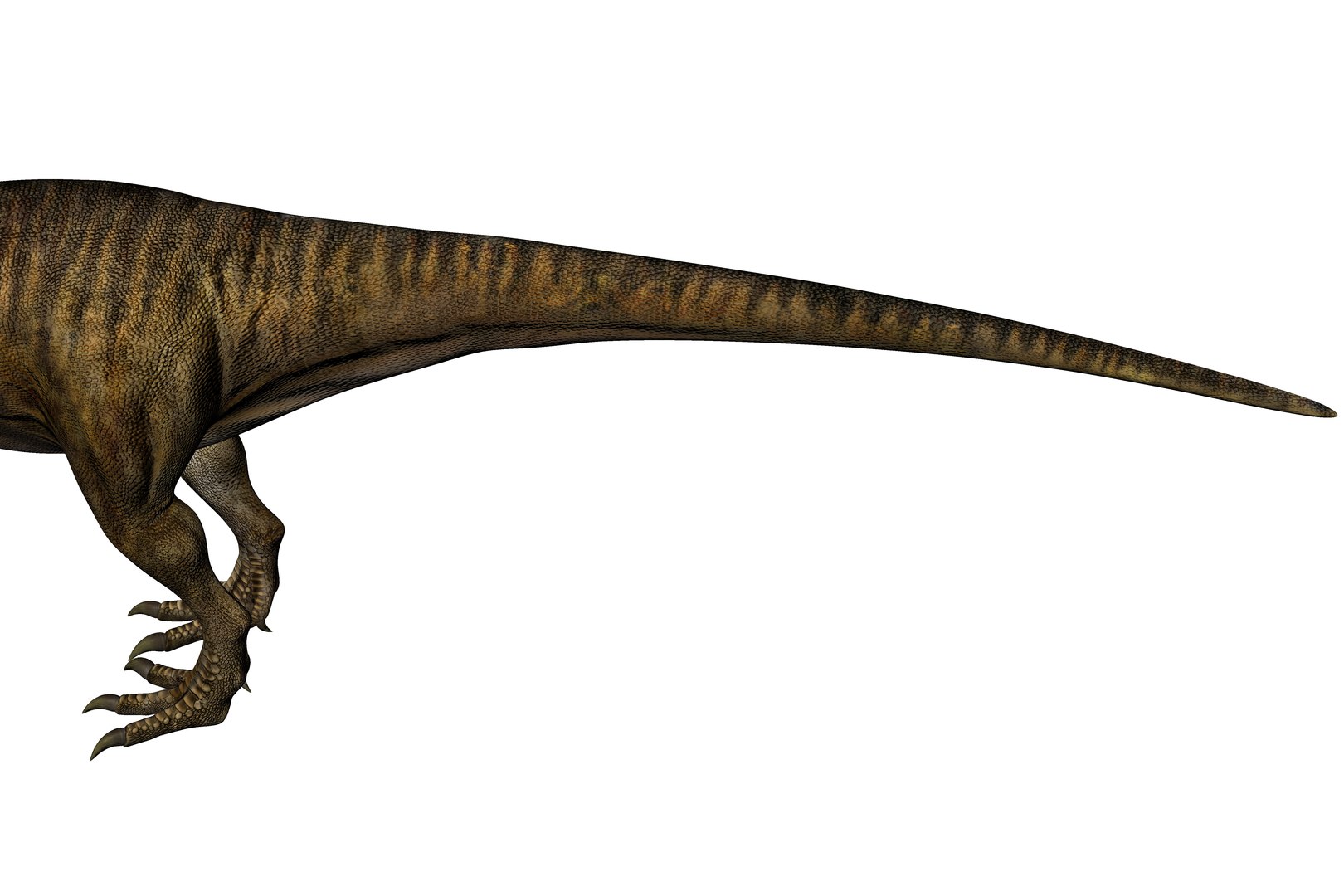 Sellosaurus Dinosaur Triassic Animal 3D Model - TurboSquid 2330030