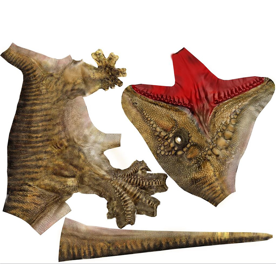 Sellosaurus Dinosaur Triassic Animal 3D Model - TurboSquid 2330030