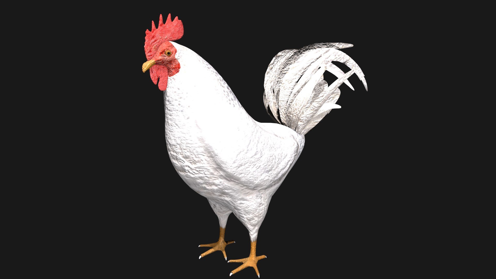 3D Model Rooster Hen Rigged - TurboSquid 1664656
