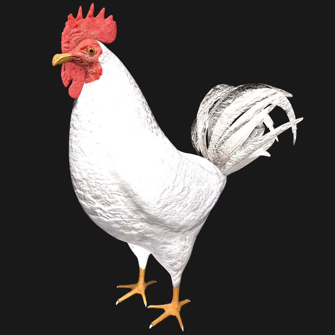 3D Model Rooster Hen Rigged - TurboSquid 1664656