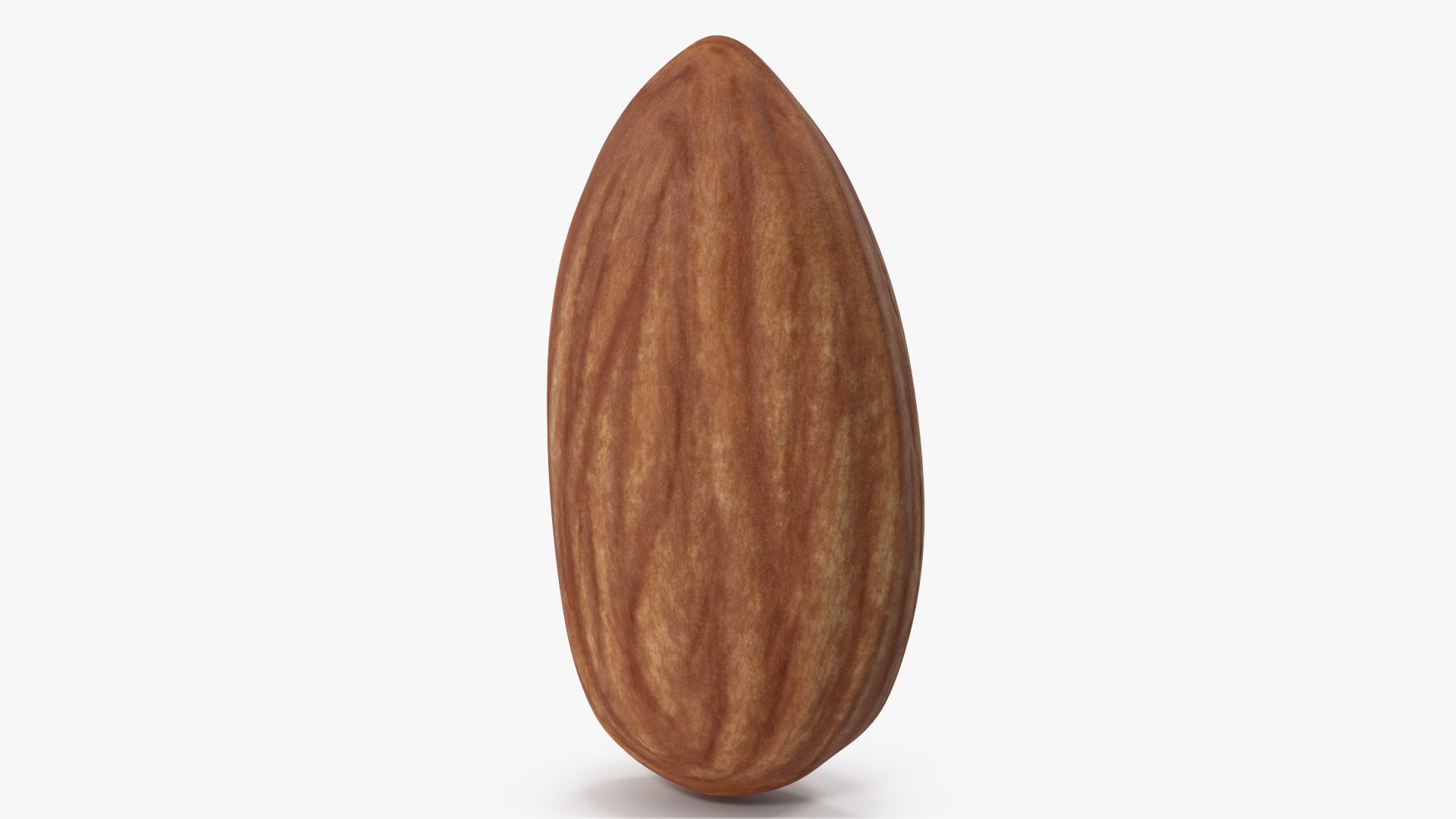 Almond 3 3D Model - TurboSquid 1635851