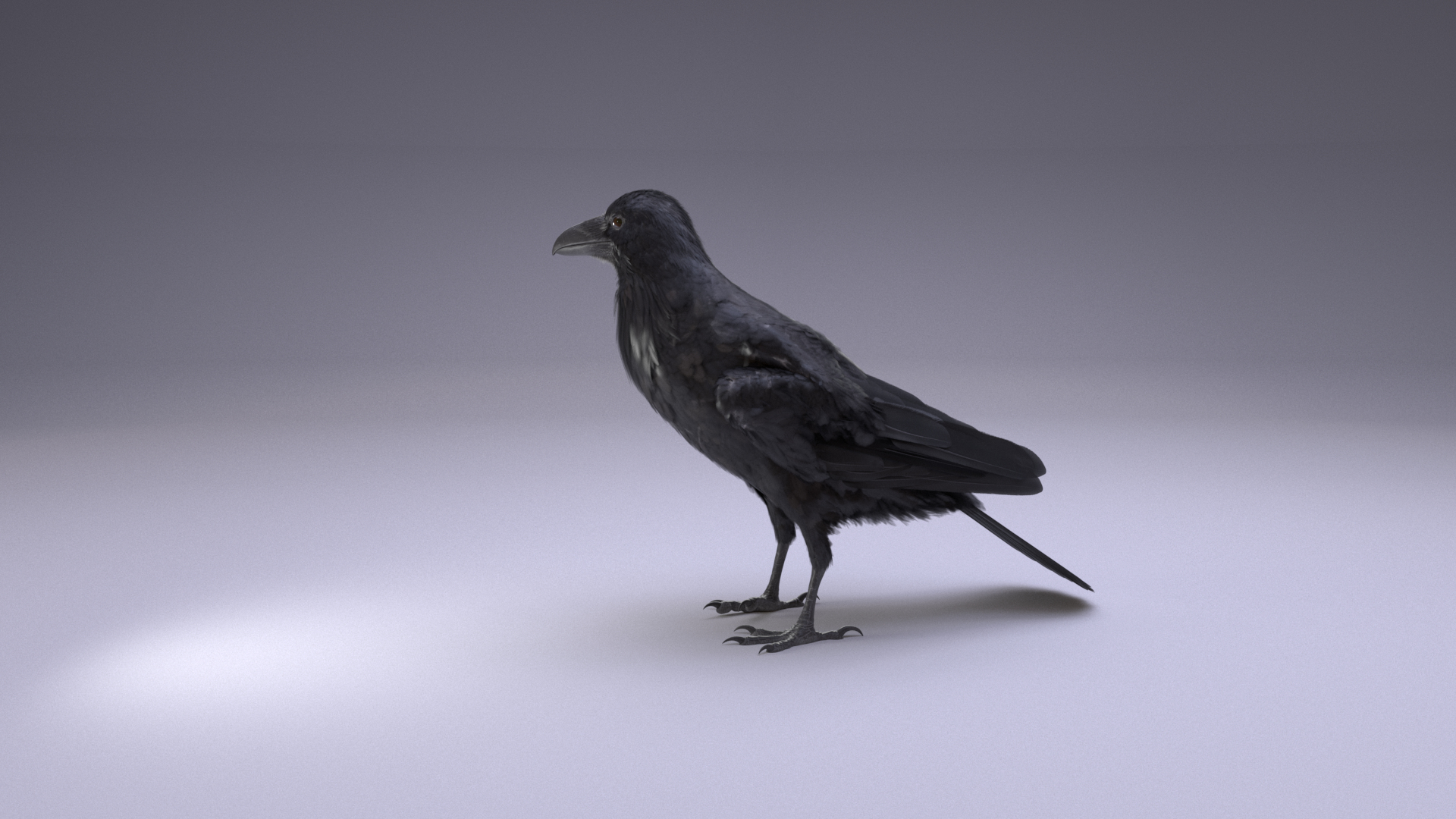 Raven ANIMATED 3D model - TurboSquid 2063198