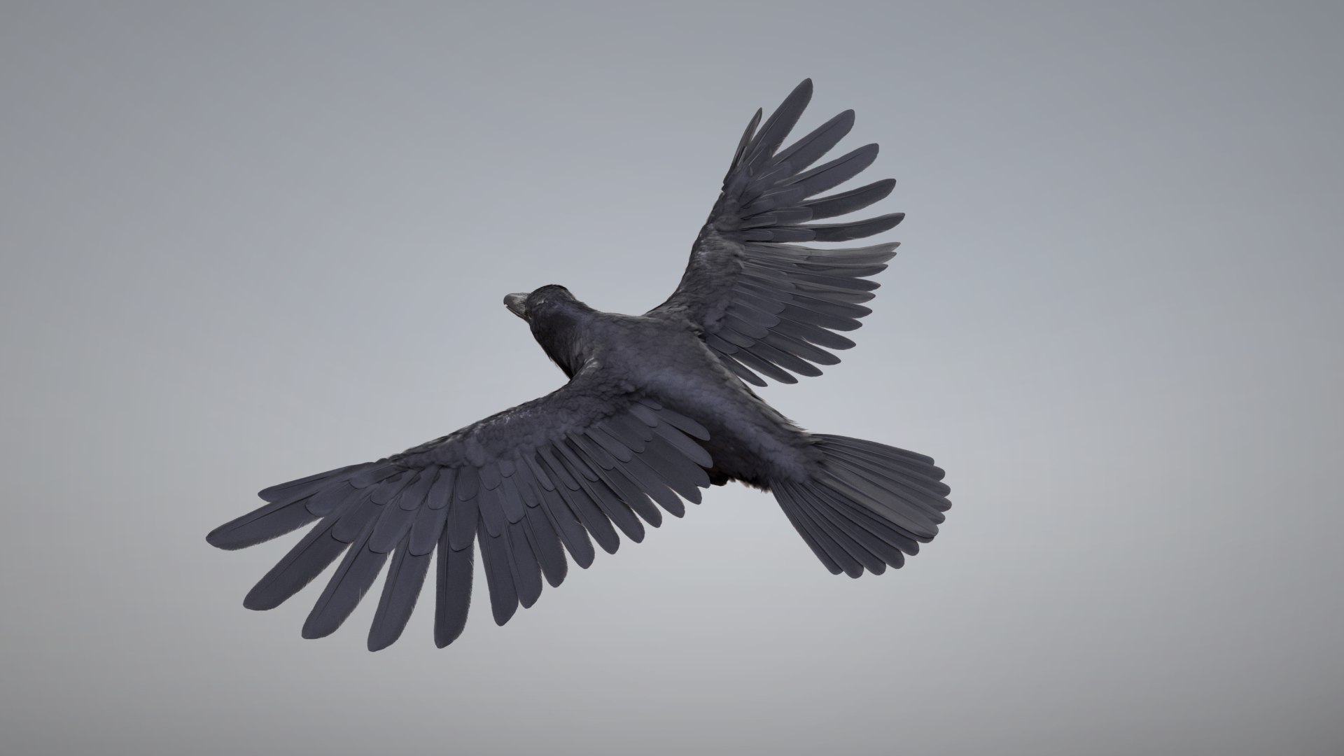 Raven ANIMATED 3D model - TurboSquid 2063198