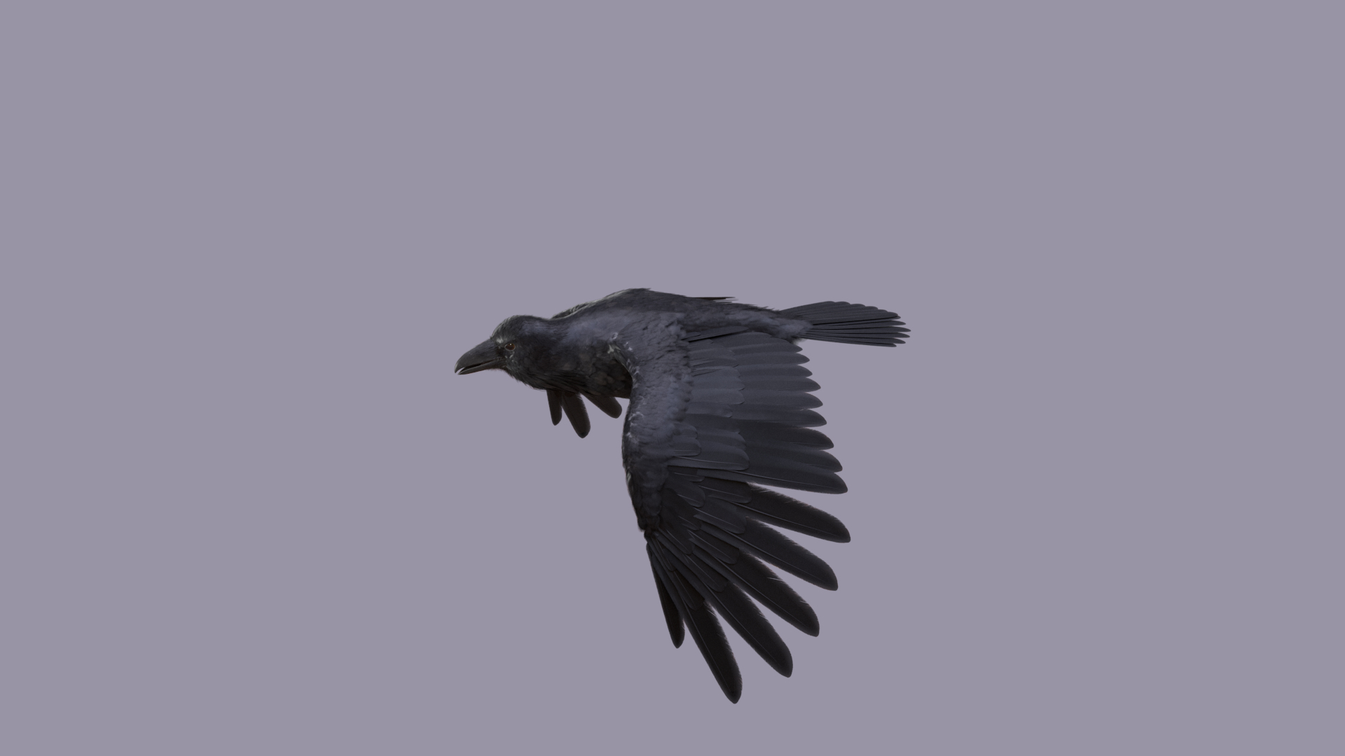 Raven ANIMATED 3D Model - TurboSquid 2063198