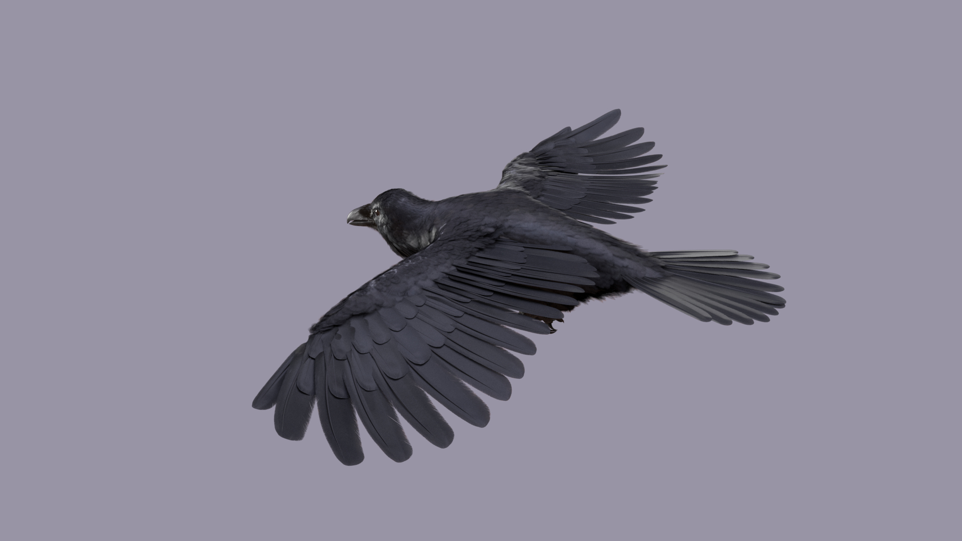 Raven ANIMATED 3D Model - TurboSquid 2063198