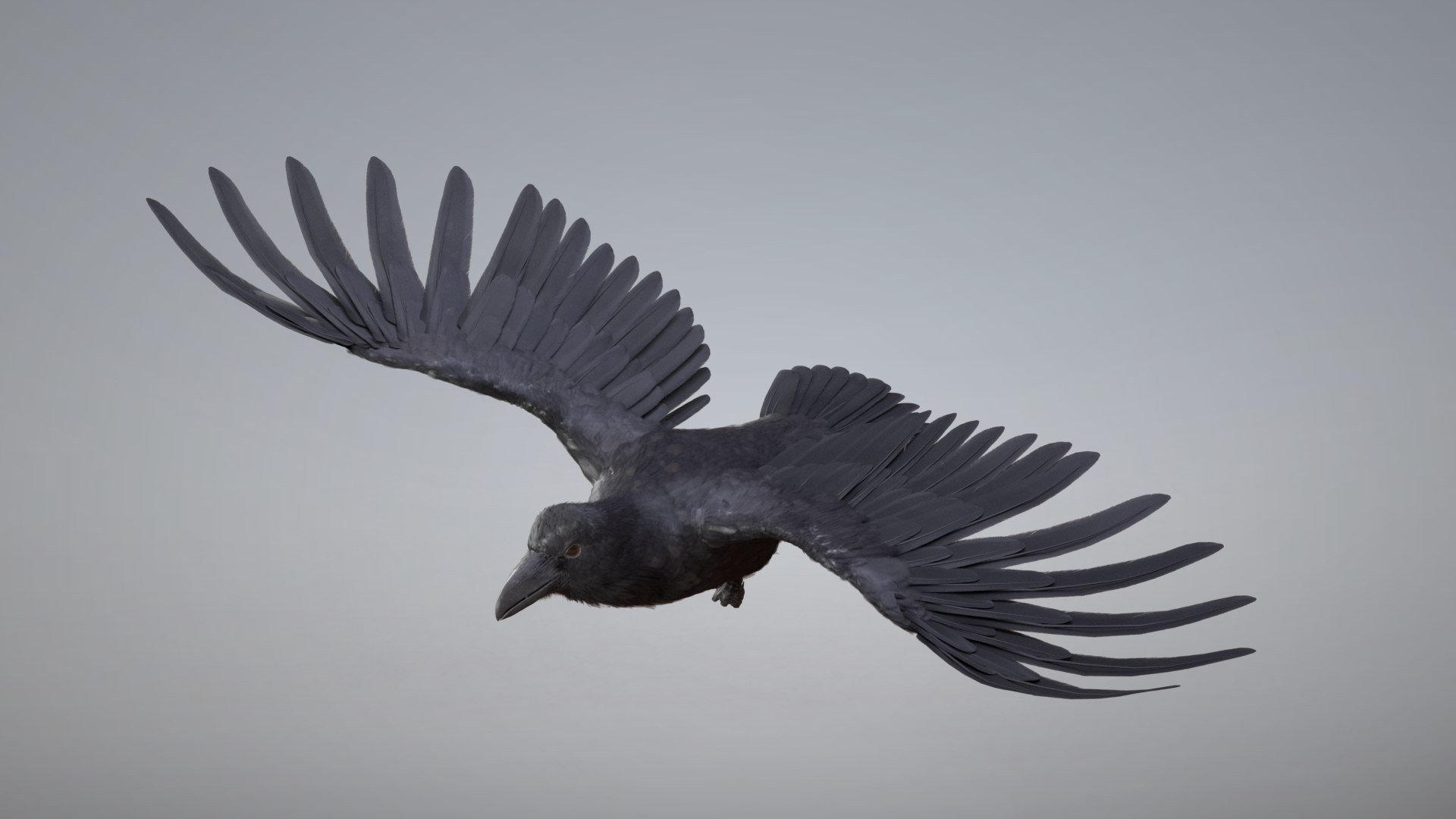 Raven ANIMATED 3D model - TurboSquid 2063198
