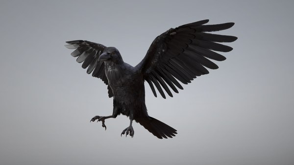 modelo 3d Raven Animated - TurboSquid 2063198