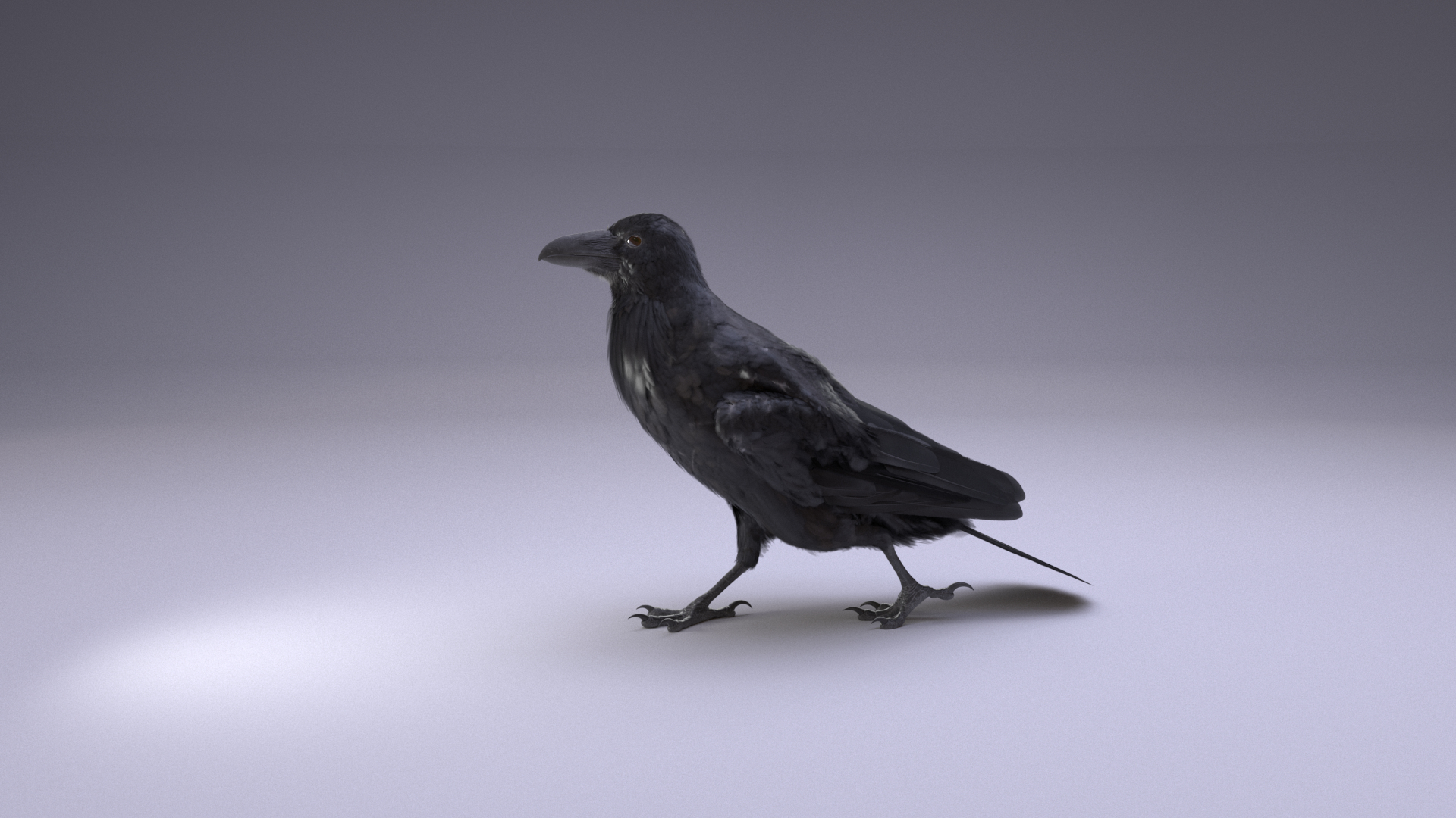 Raven ANIMATED 3D model - TurboSquid 2063198