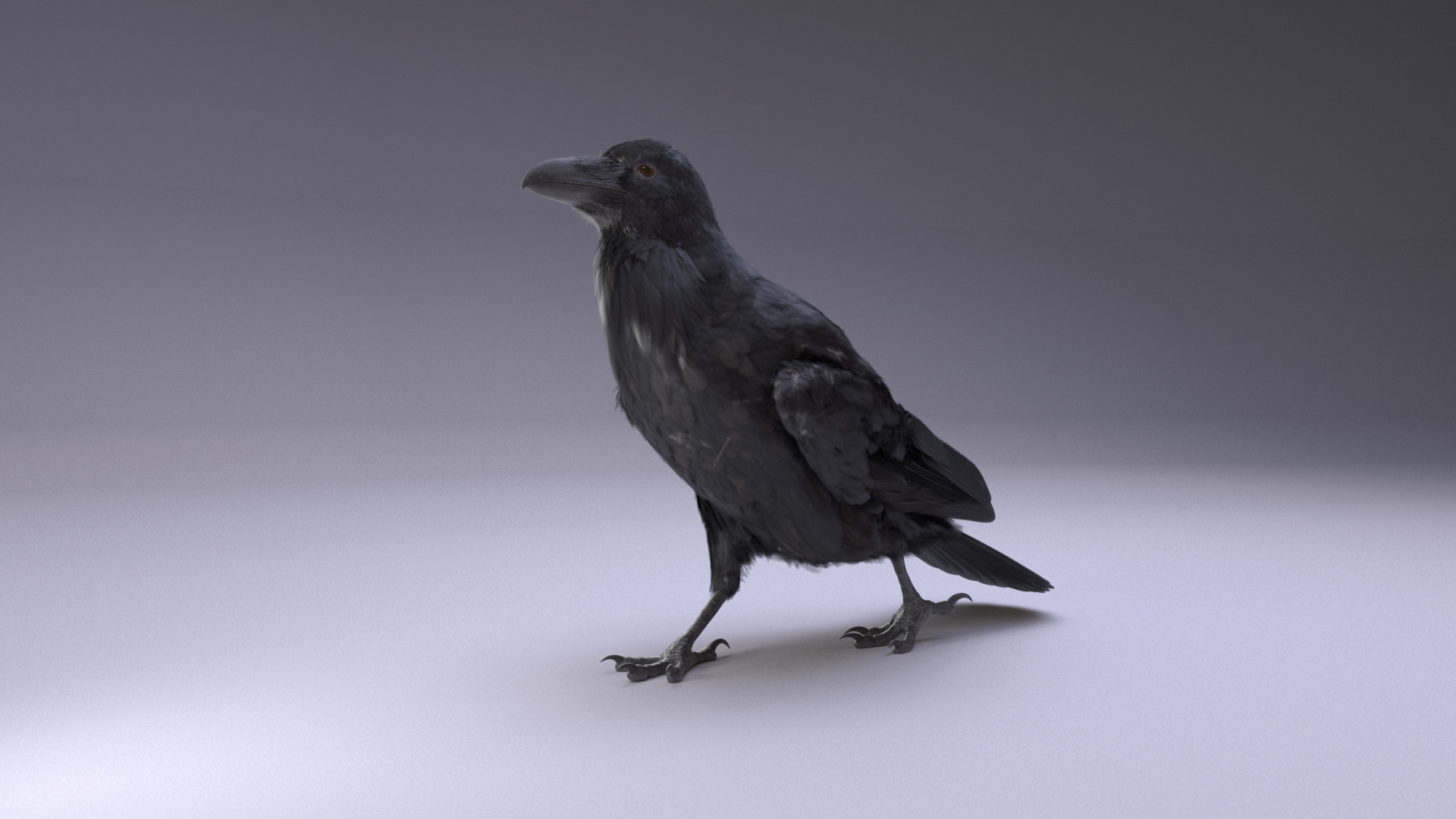 Raven ANIMATED 3D model - TurboSquid 2063198