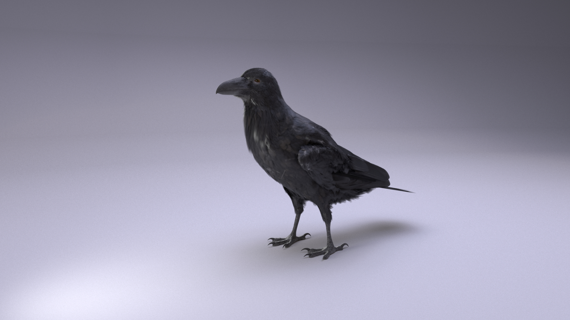 Raven ANIMATED 3D model - TurboSquid 2063198