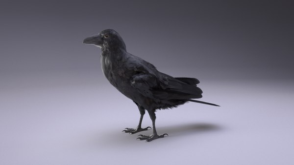 modelo 3d Raven Animated - TurboSquid 2063198