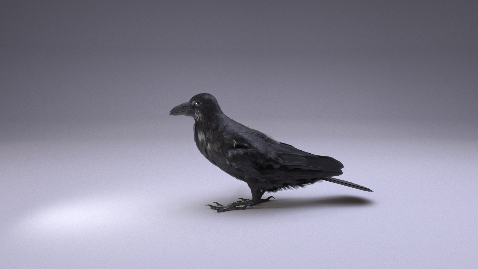Raven ANIMATED 3D model - TurboSquid 2063198