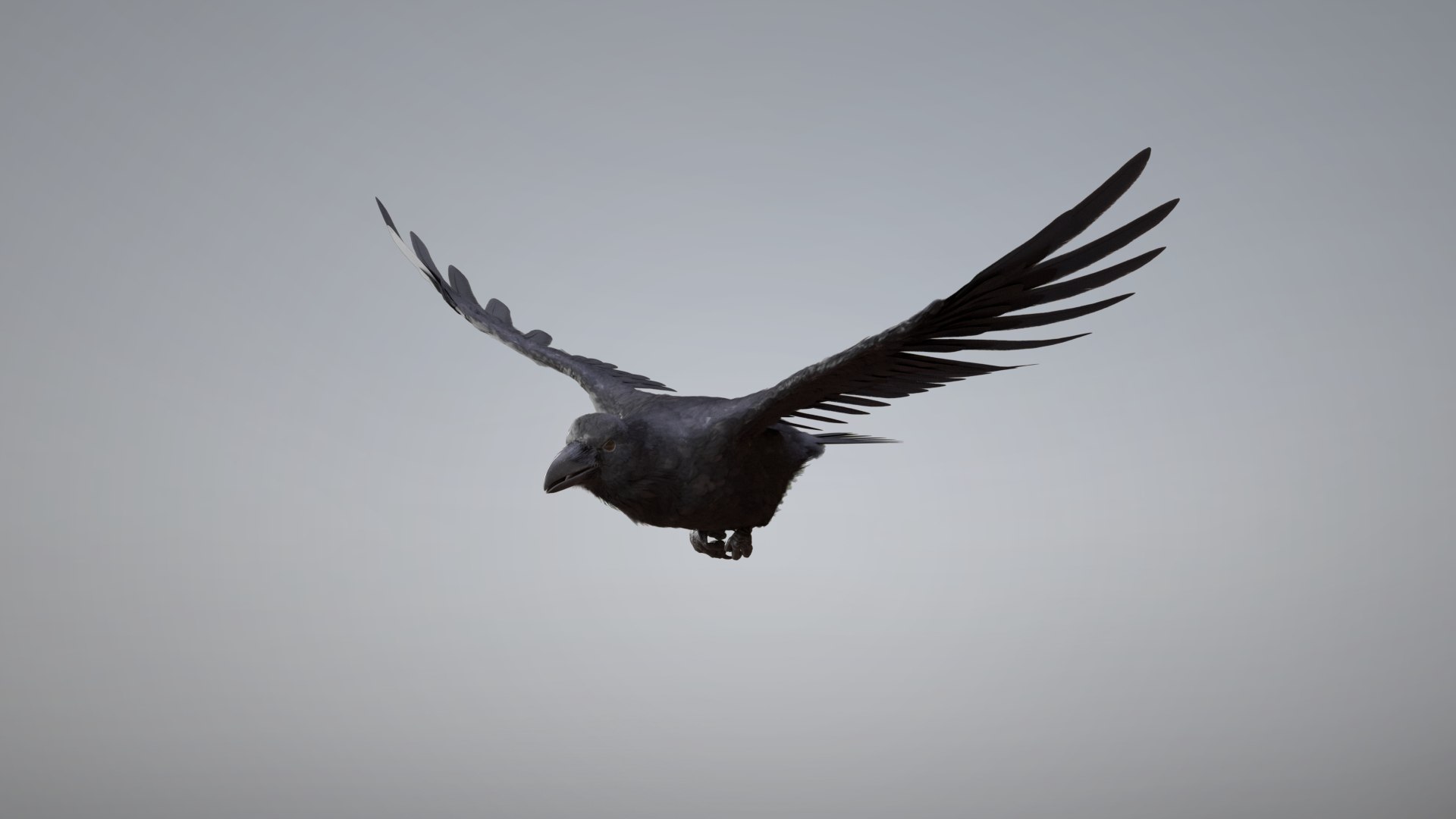 Raven ANIMATED 3D model - TurboSquid 2063198