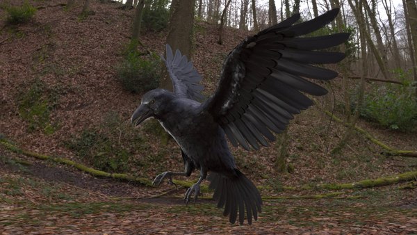 modelo 3d Raven Animated - TurboSquid 2063198