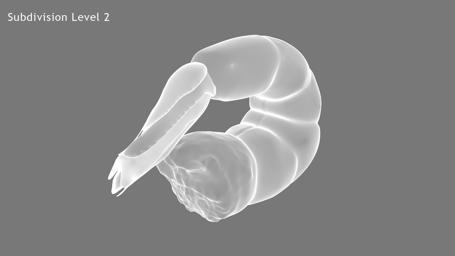 Shrimp Prawn Crustacean 3D Model - TurboSquid 1576351