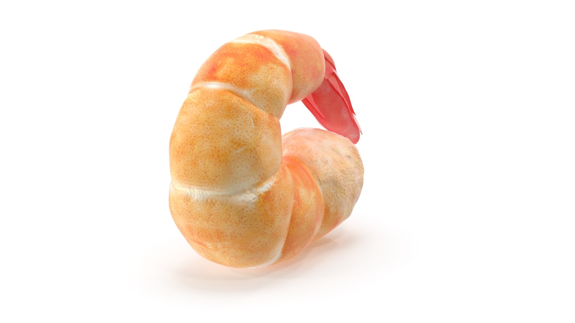 Shrimp Prawn Crustacean 3D Model - TurboSquid 1576351