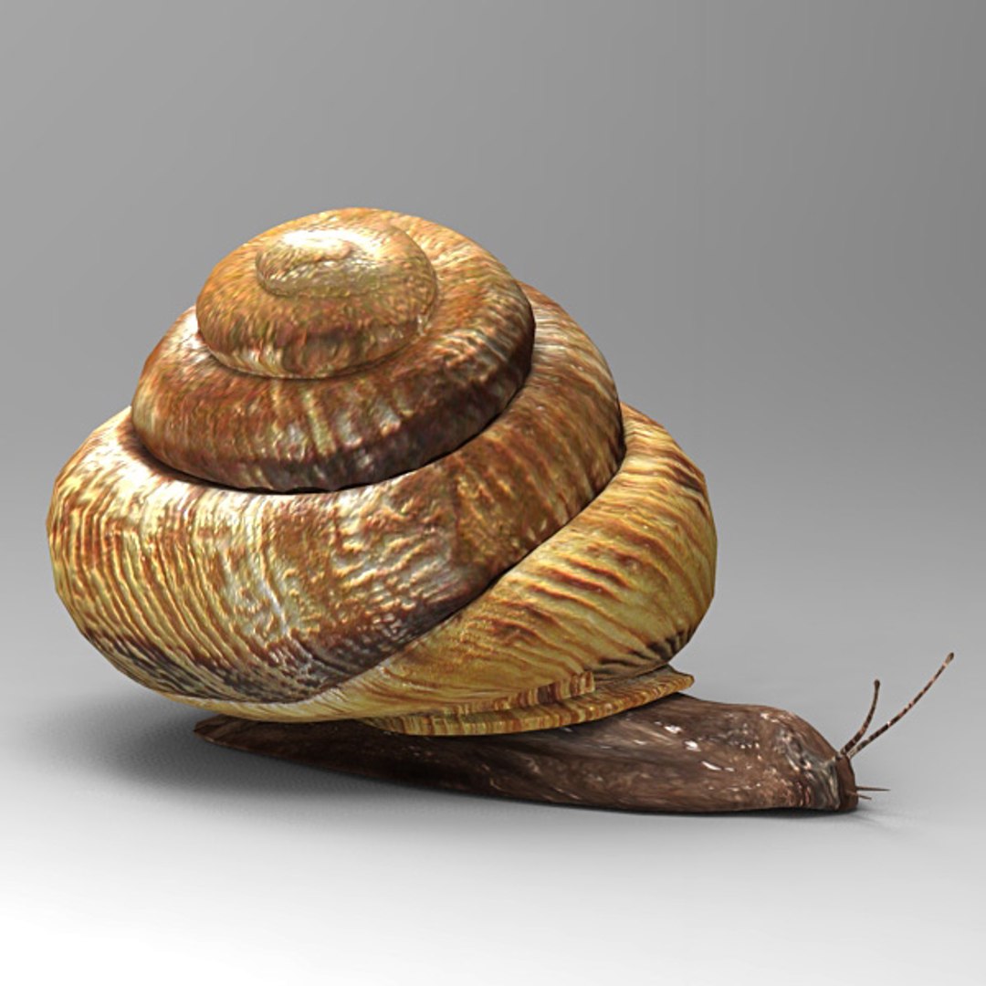 Max Snail