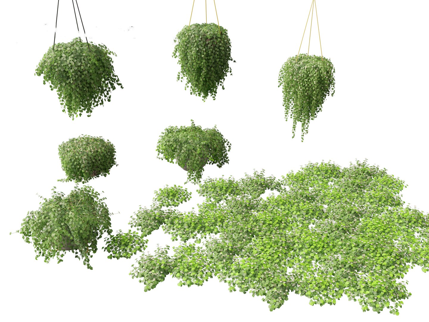 3D Dichondra Repens - Kidney Weed Model - TurboSquid 2183366