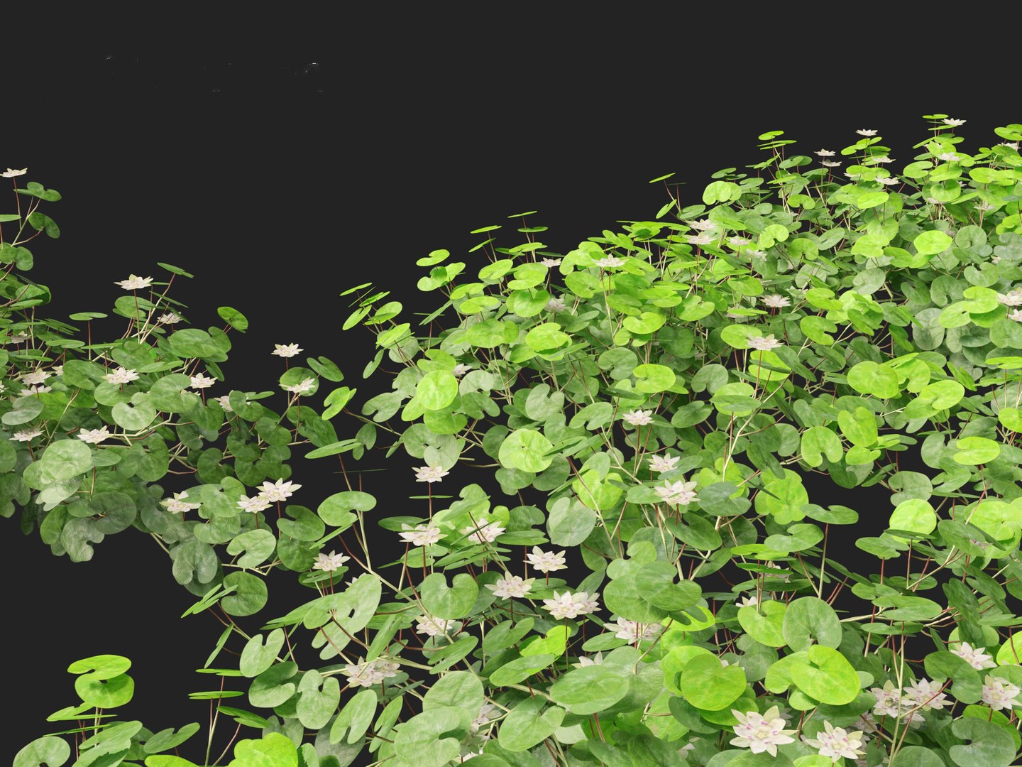 3D Dichondra Repens - Kidney Weed Model - TurboSquid 2183366