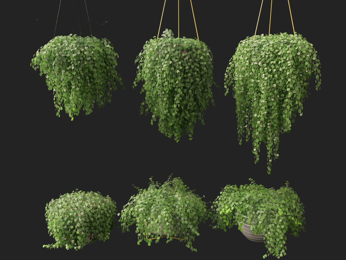 3D Dichondra Repens - Kidney Weed Model - TurboSquid 2183366