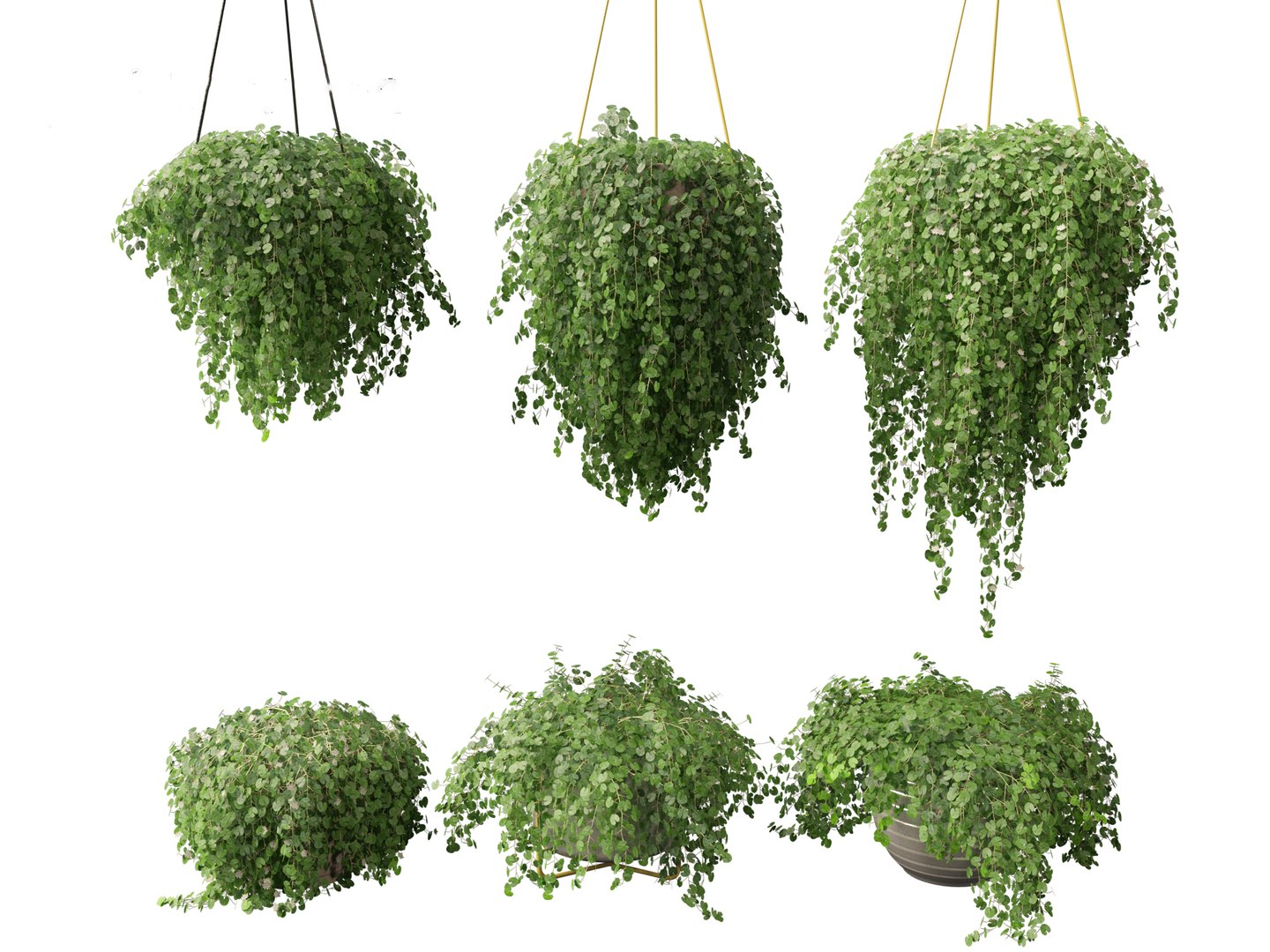 3D Dichondra Repens - Kidney Weed Model - TurboSquid 2183366