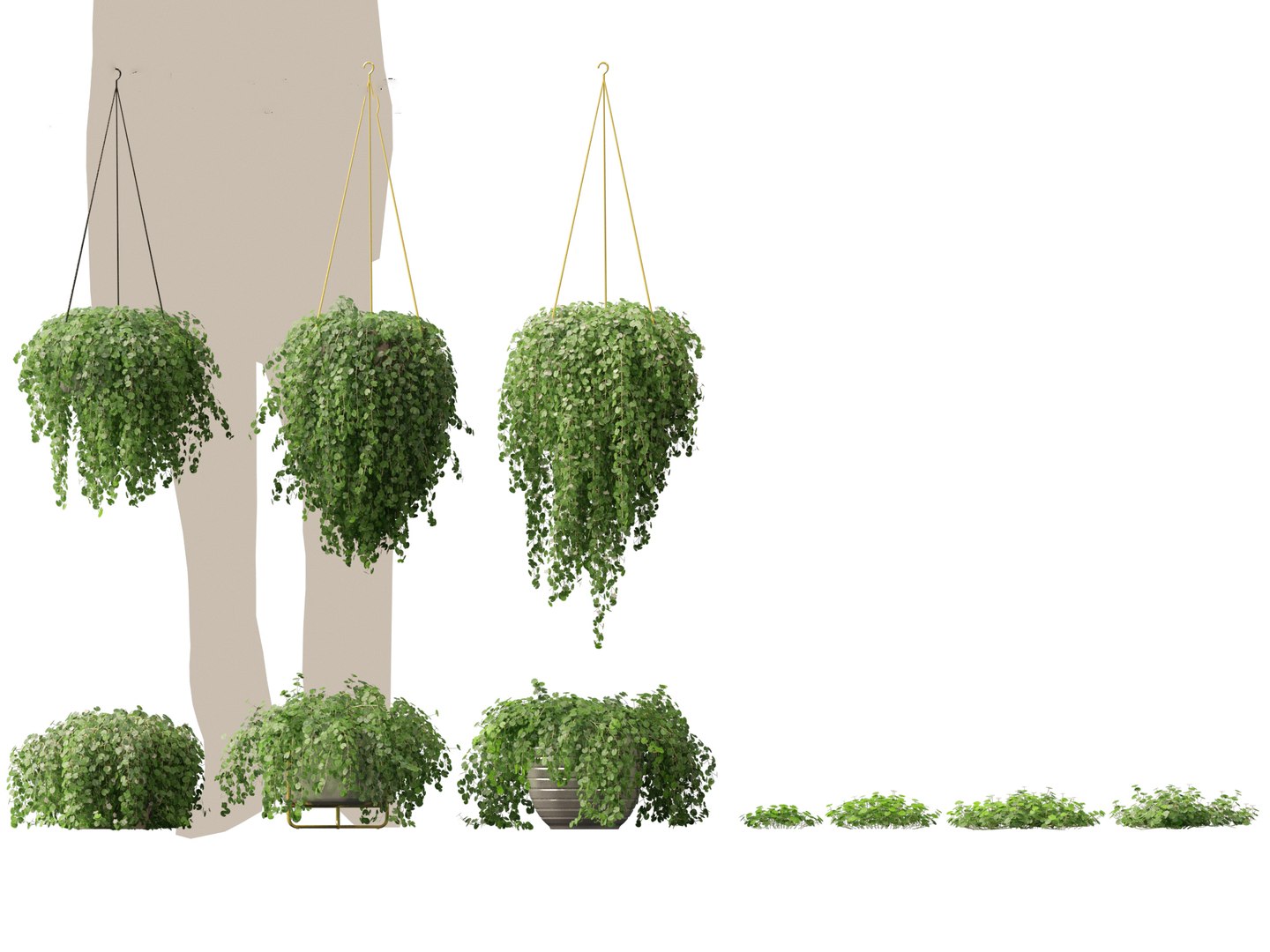 3D Dichondra Repens - Kidney Weed Model - TurboSquid 2183366