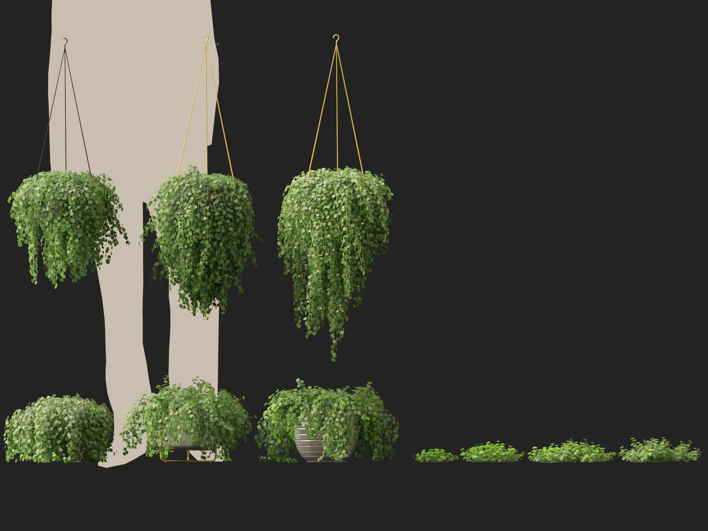 3D Dichondra Repens - Kidney Weed Model - TurboSquid 2183366