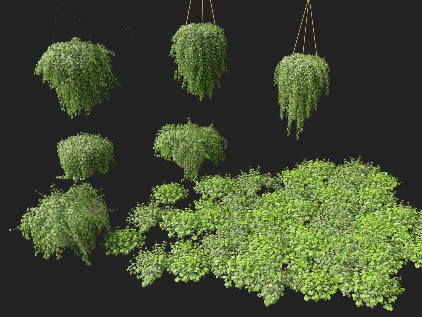3D Dichondra Repens - Kidney Weed Model - TurboSquid 2183366