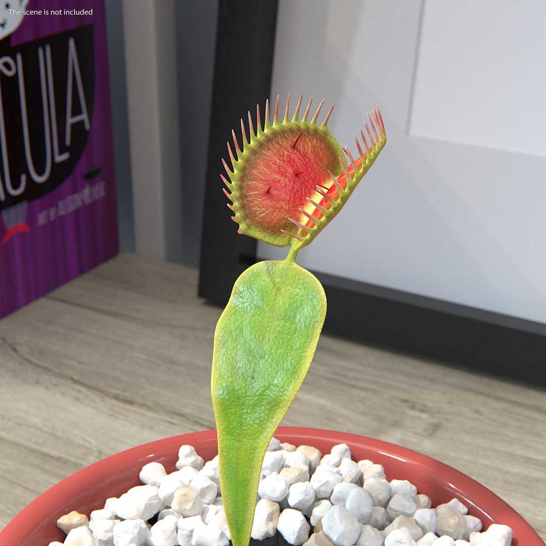 3D Venus Flytrap Dionaea Muscipula - TurboSquid 1604210