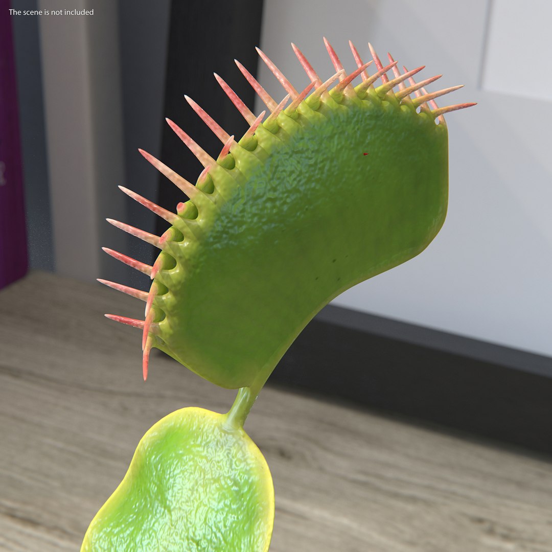 3D Venus Flytrap Dionaea Muscipula - TurboSquid 1604210