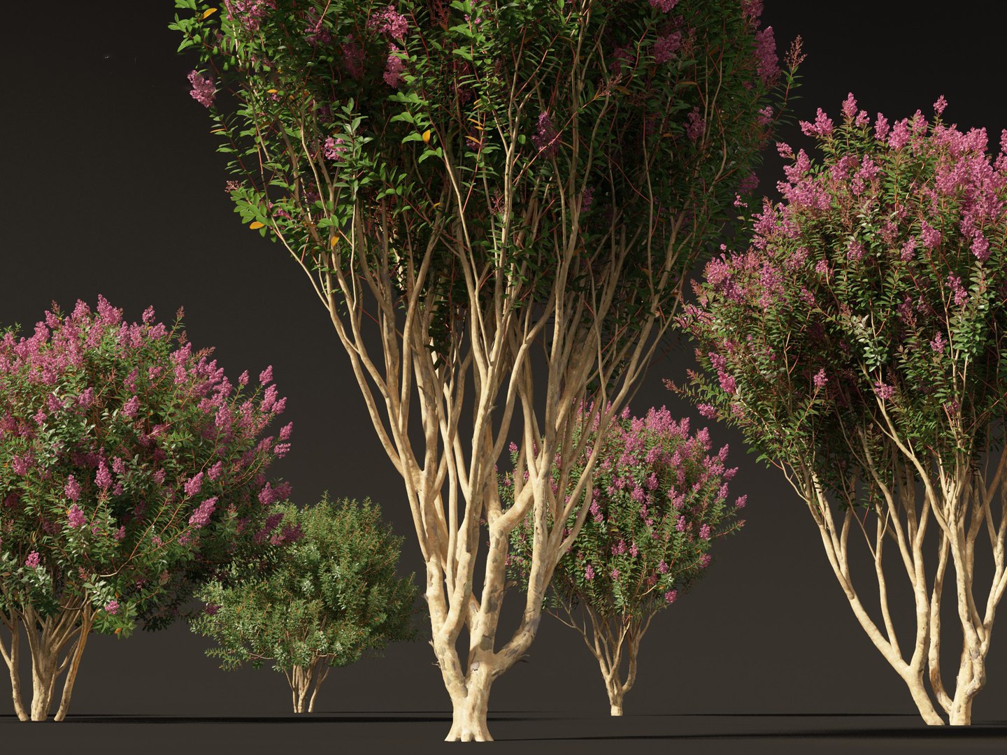 Lagerstroemia Indica - Crepe Myrtle 02 3D Model - TurboSquid 2146987