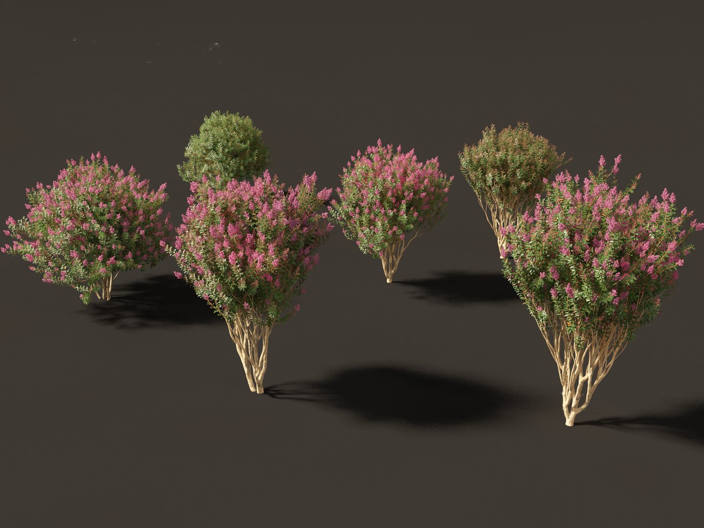 Lagerstroemia Indica - Crepe Myrtle 02 3D Model - TurboSquid 2146987