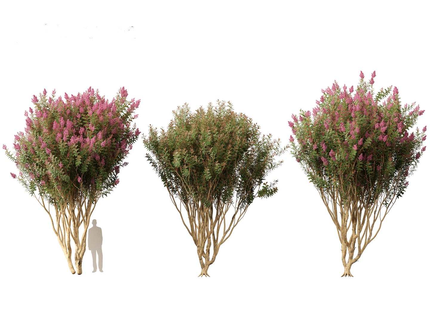 Lagerstroemia Indica - Crepe Myrtle 02 3D Model - TurboSquid 2146987