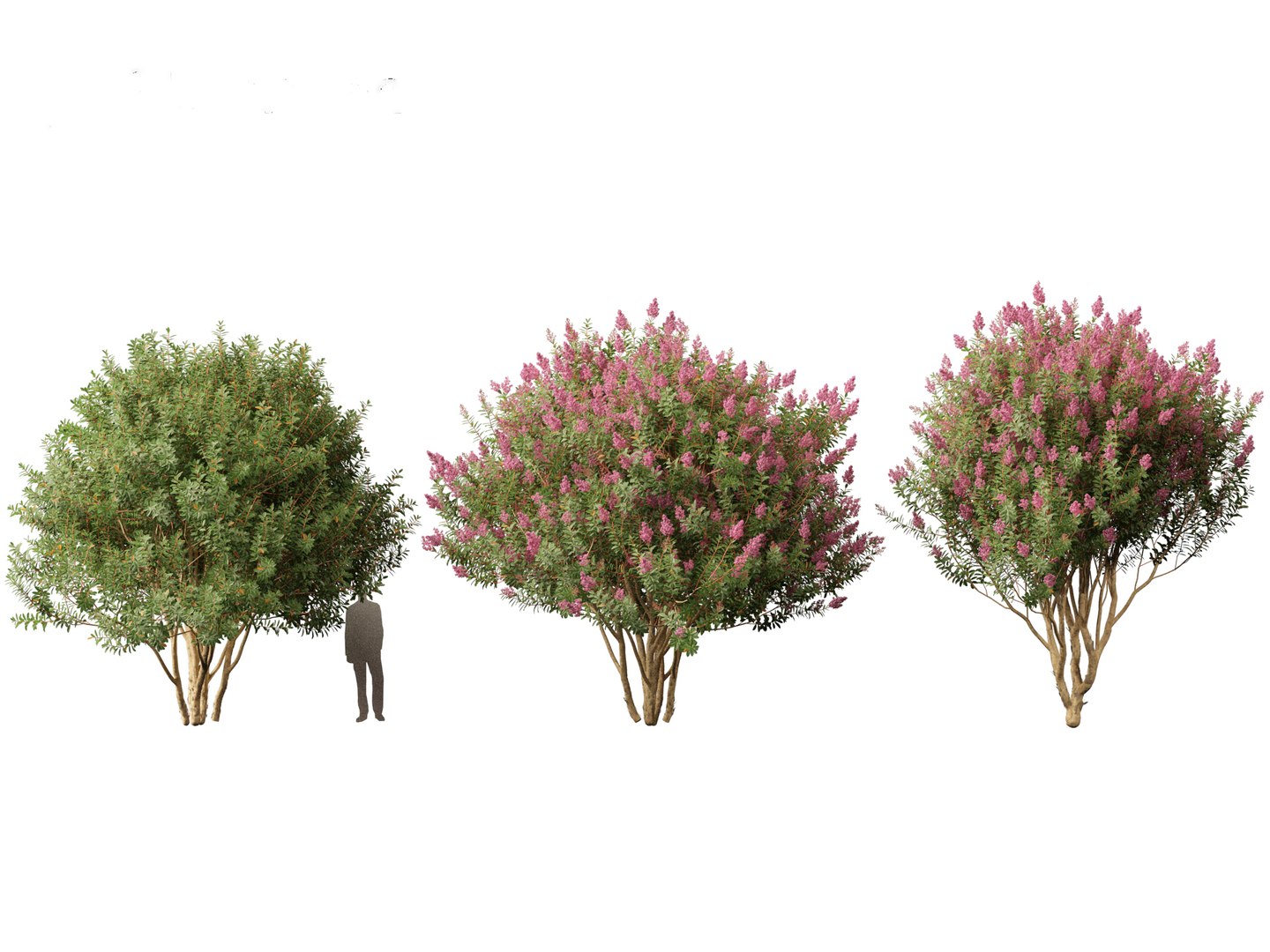 Lagerstroemia Indica - Crepe Myrtle 02 3D Model - TurboSquid 2146987