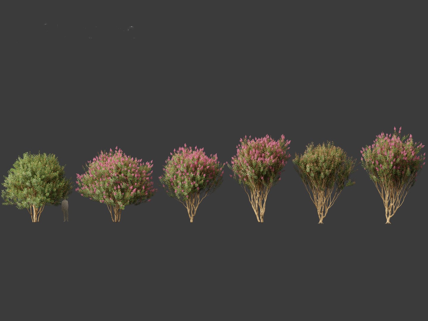Lagerstroemia Indica - Crepe Myrtle 02 3D Model - TurboSquid 2146987