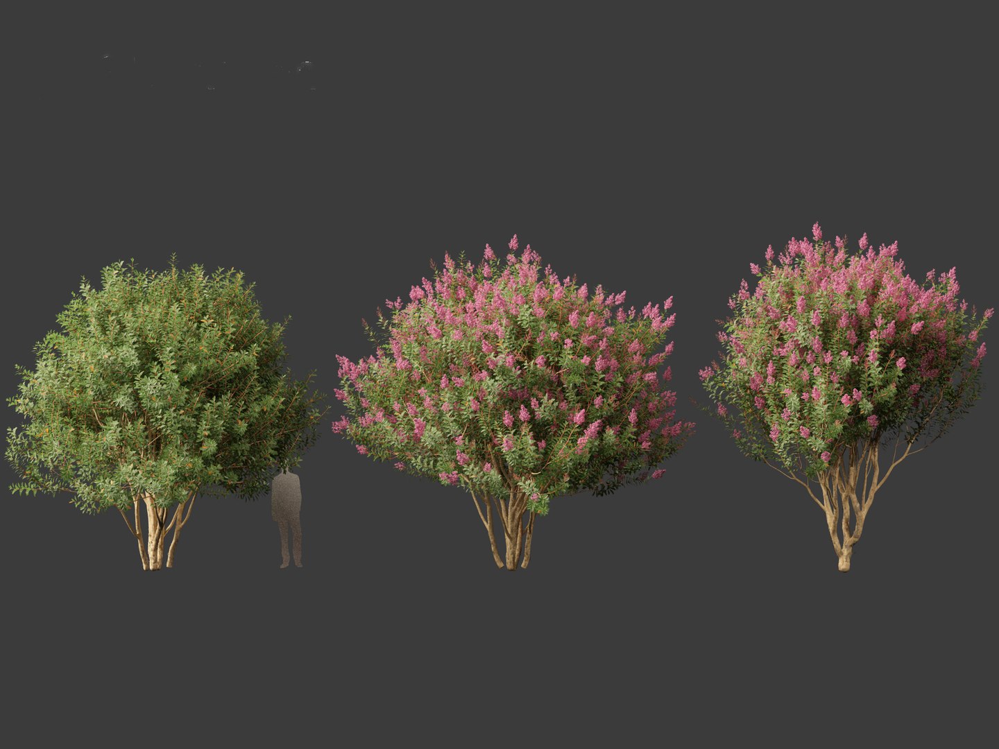 Lagerstroemia Indica - Crepe Myrtle 02 3D Model - TurboSquid 2146987