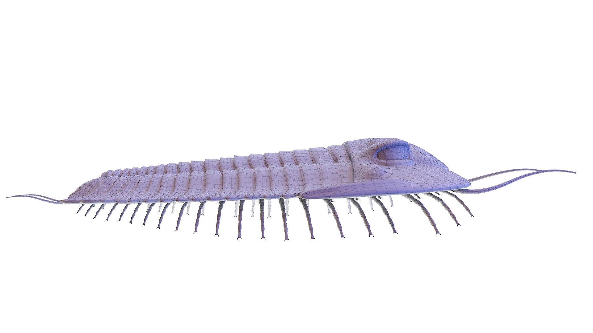 Trilobite Animated 3D model - TurboSquid 1782603