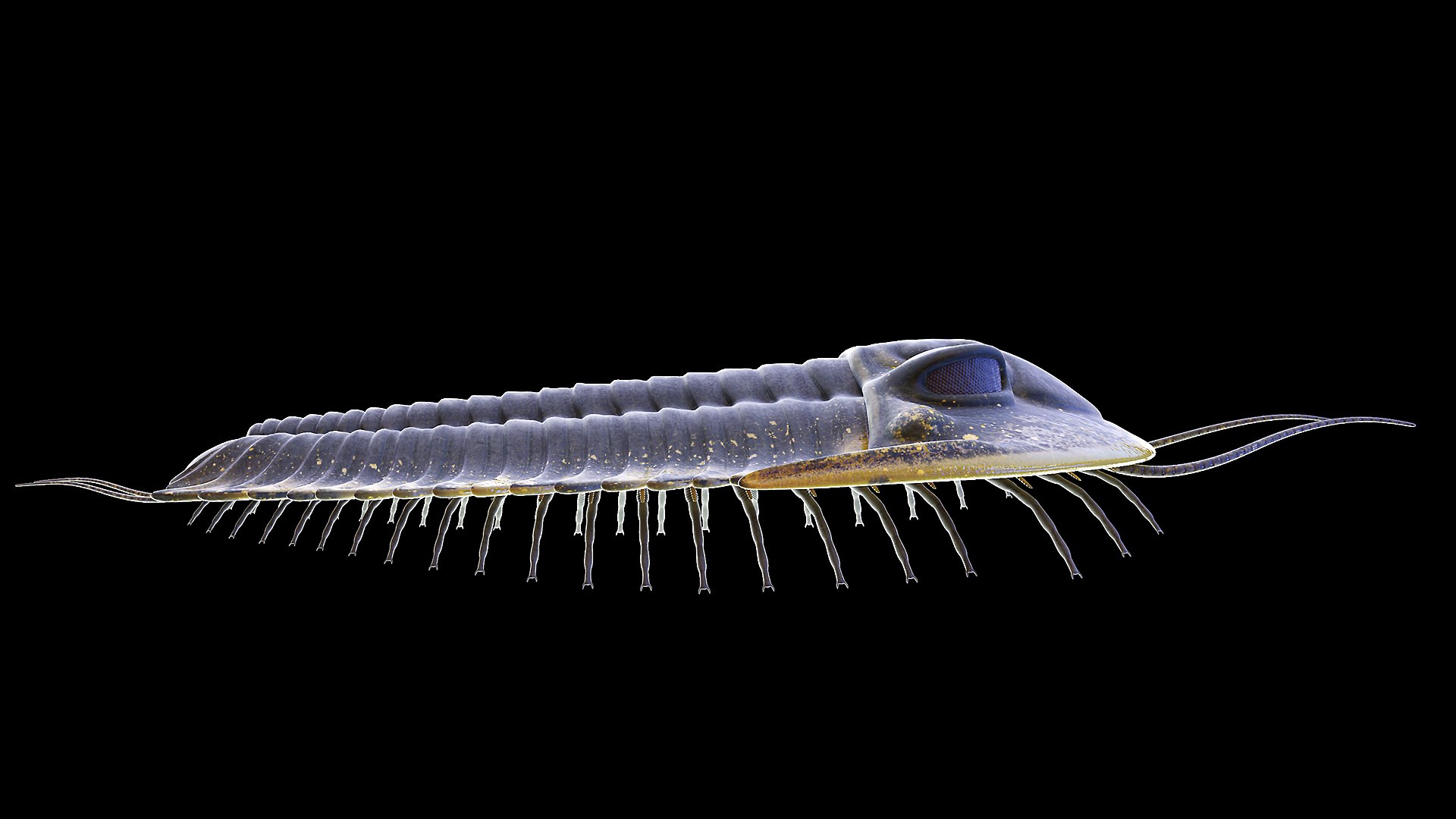 Trilobite Animated 3D model - TurboSquid 1782603